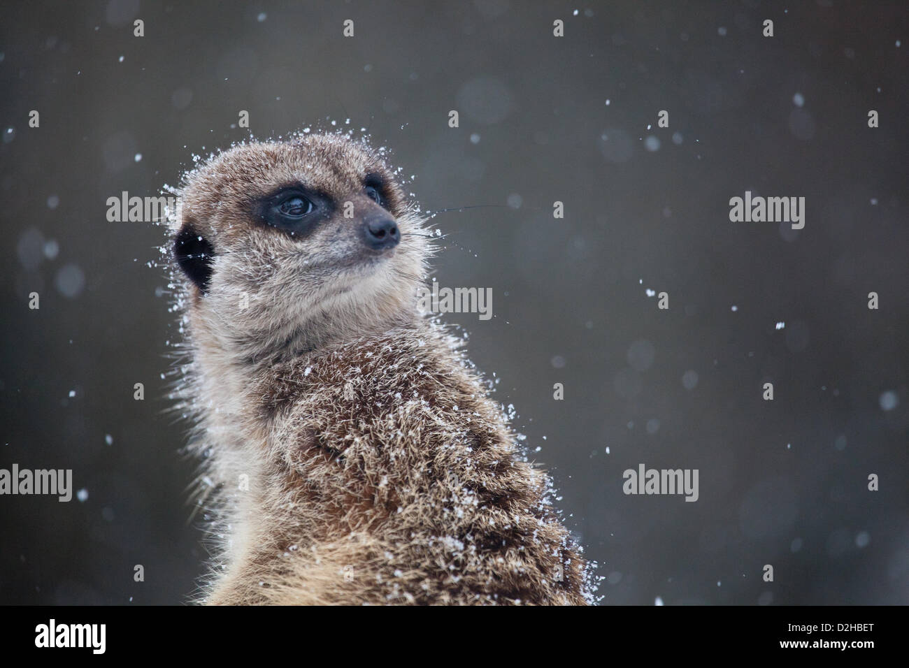 A young meerkat watches and ponders the falling snow at Dudley Zoo on ...