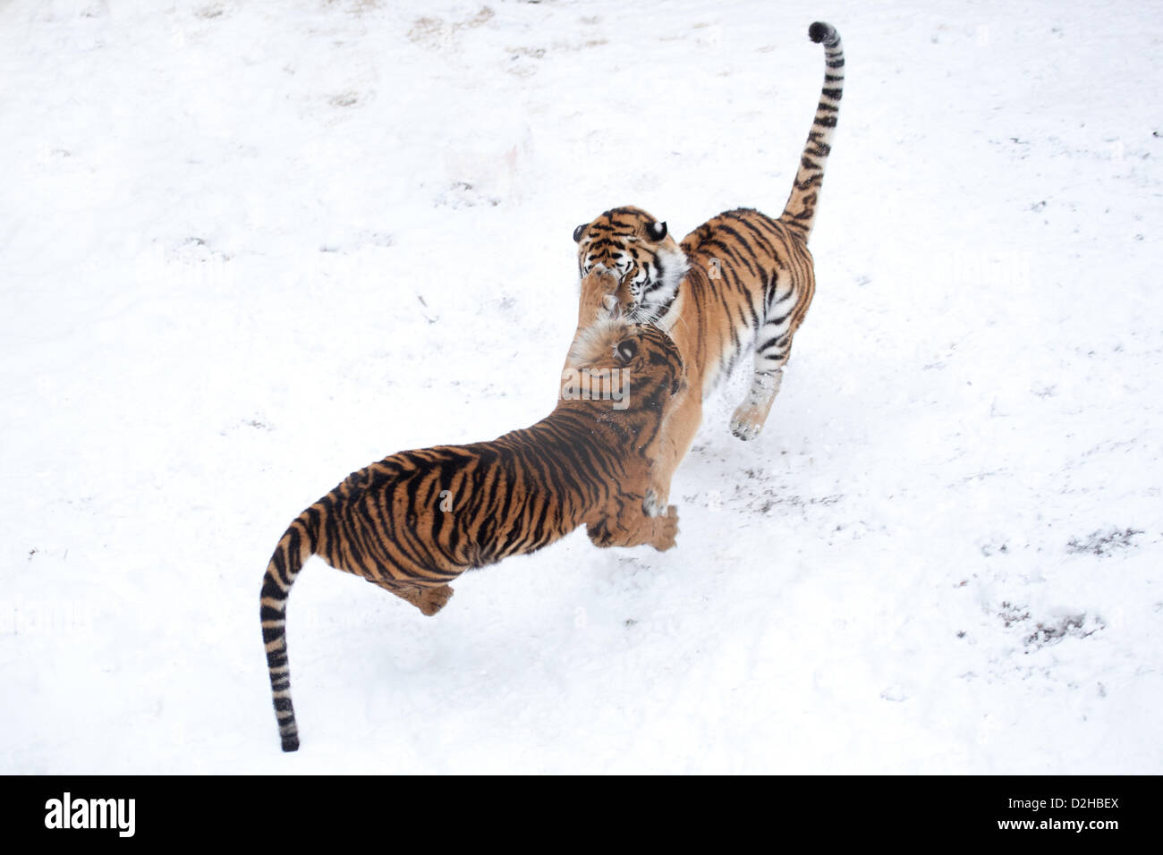 Two tigers play in a snow covered enclosure at Dudley Zoological ...