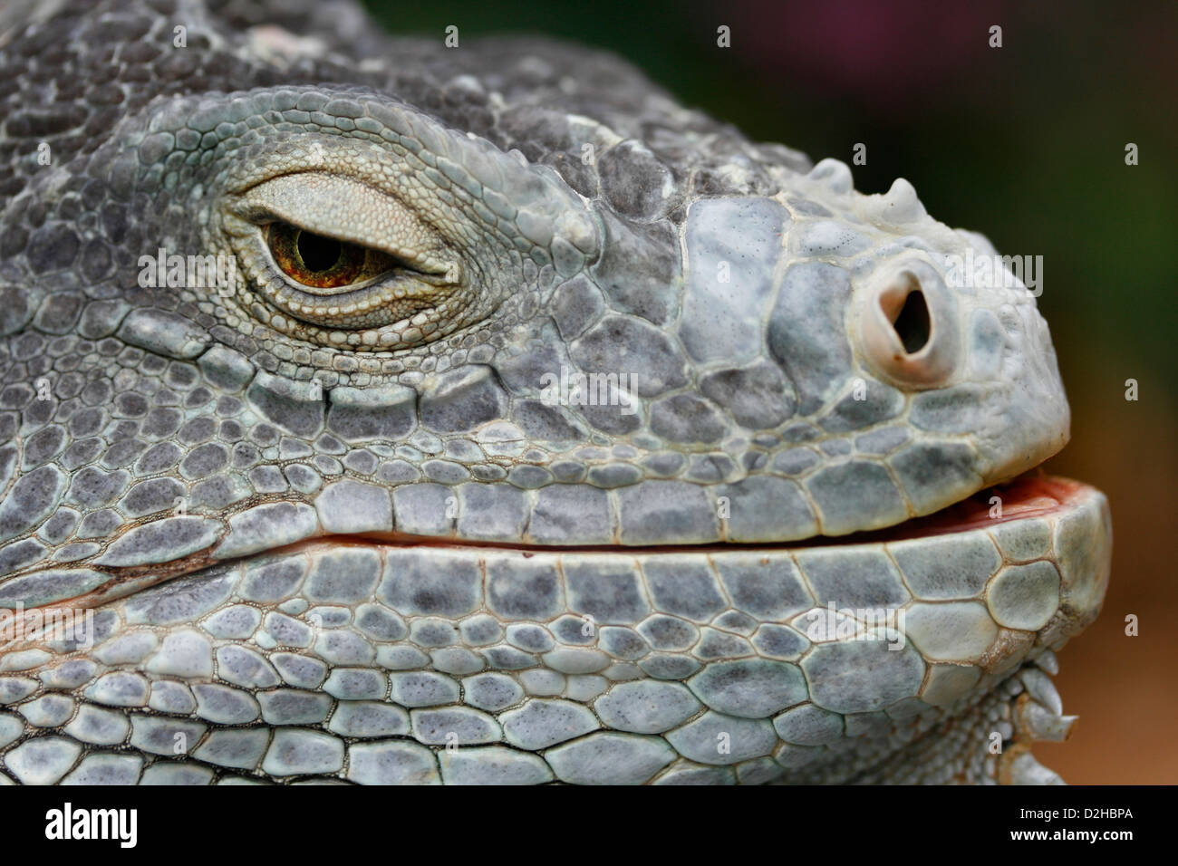 Iguana smiling hi-res stock photography and images - Alamy
