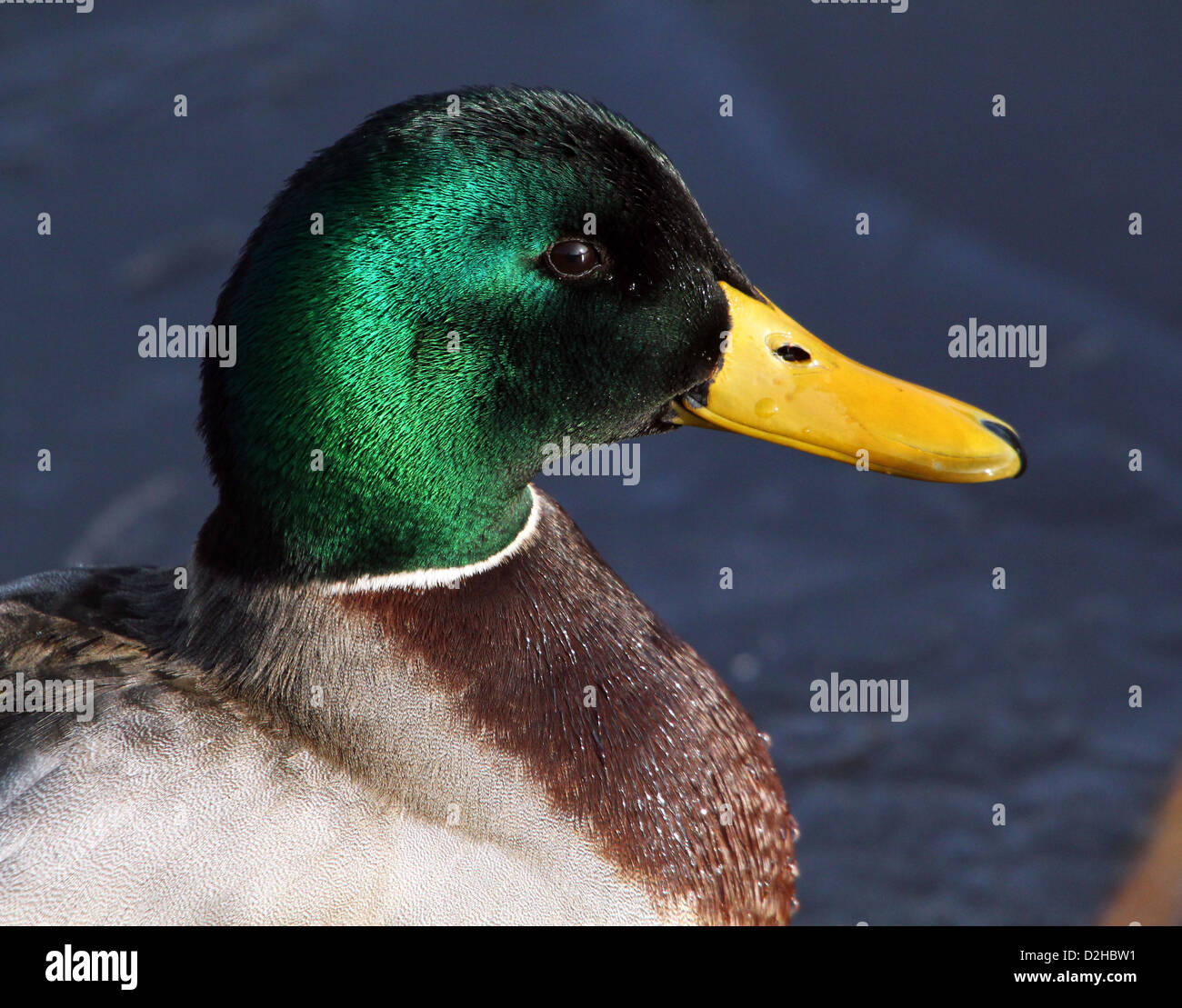 Mugshot male hi-res stock photography and images - Alamy