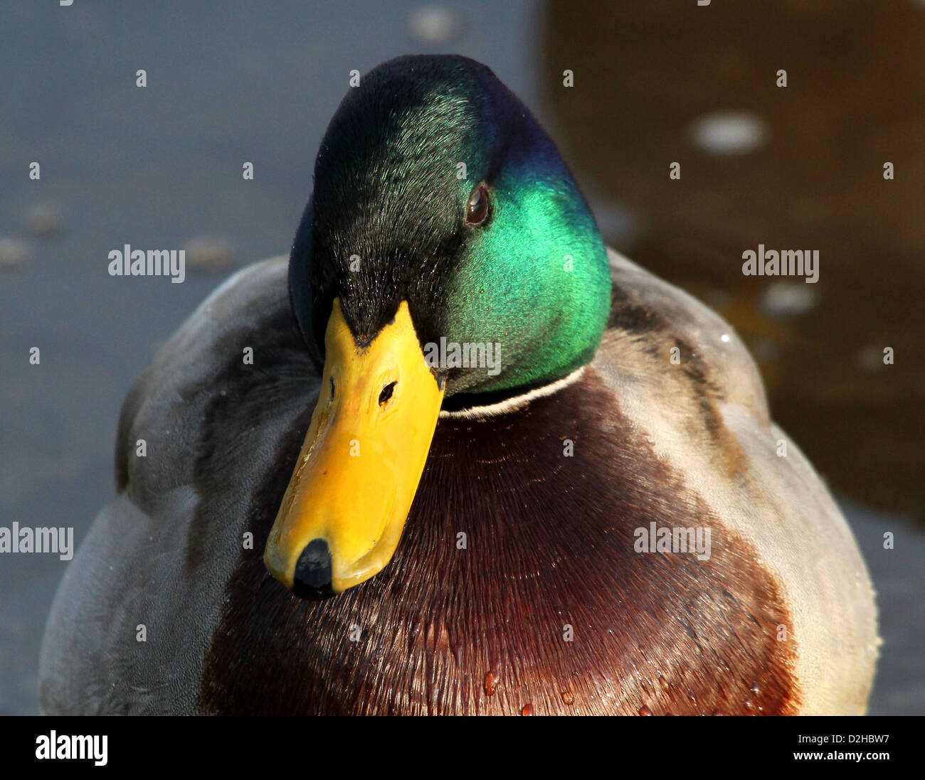 Close-up of the head and upper body of Male European Wild Duck (Anas ...