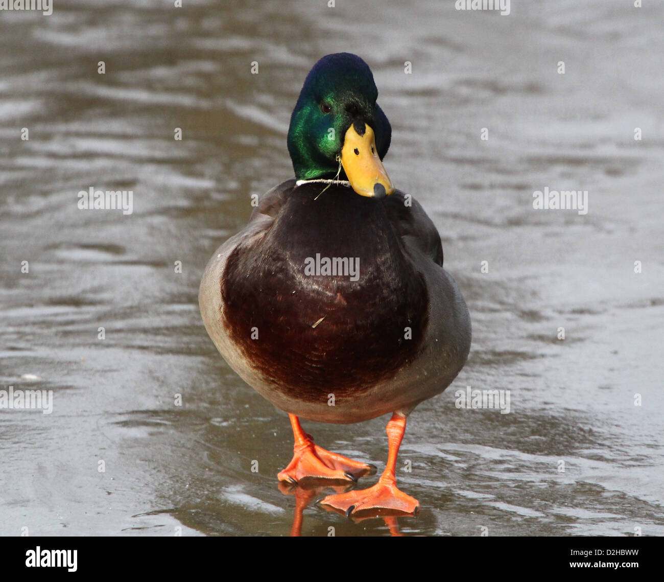 Male European Wild Duck (Anas platyrhynchos a.k.a. Mallard) posing on ...