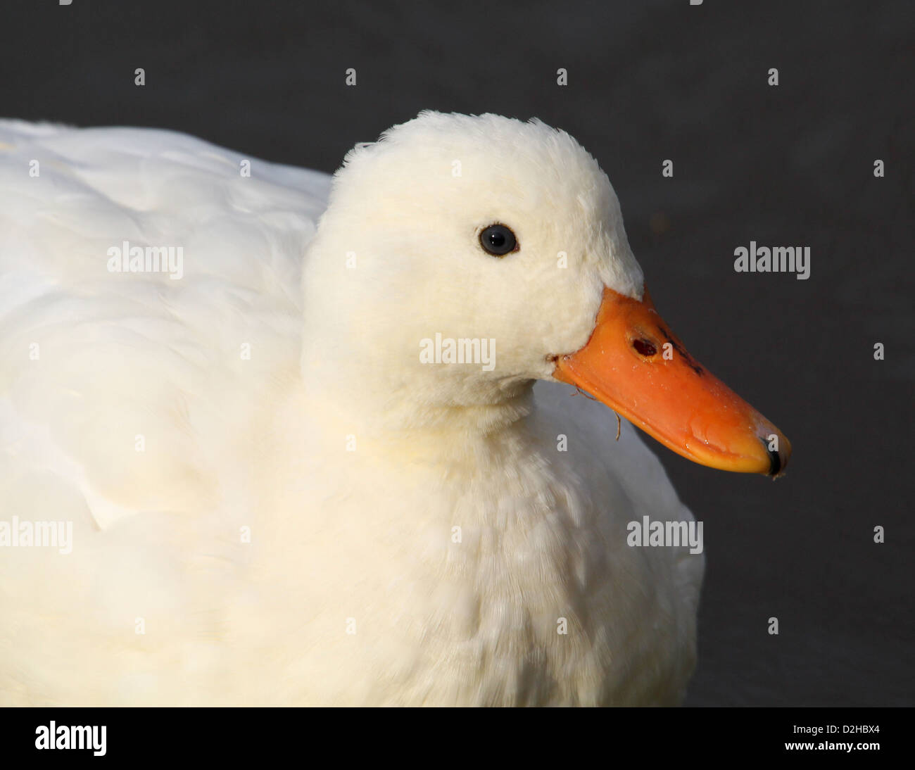 Mugshot male hi-res stock photography and images - Alamy