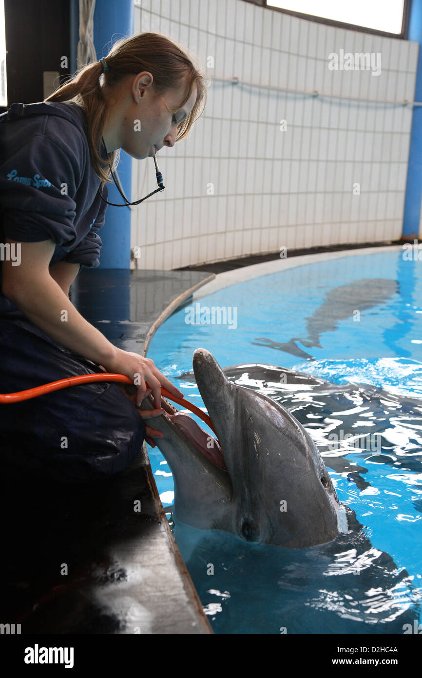 Nuernberg, Germany, zookeeper gives a dolphin water for drinking Stock ...