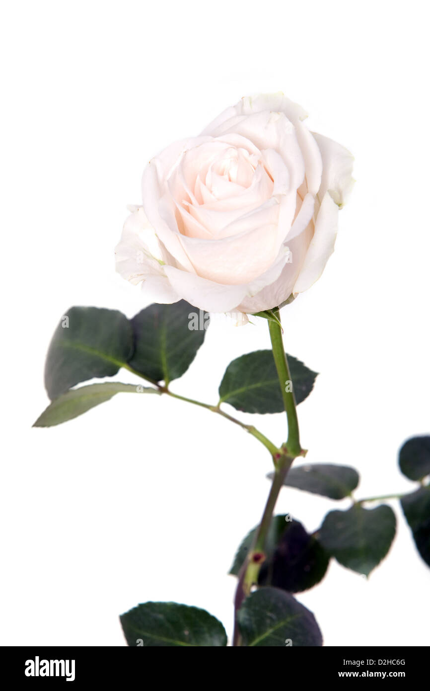Berlin, Germany white, rose Stock Photo - Alamy
