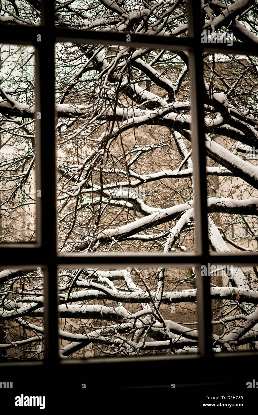 Monochrome window tree hi-res stock photography and images - Alamy