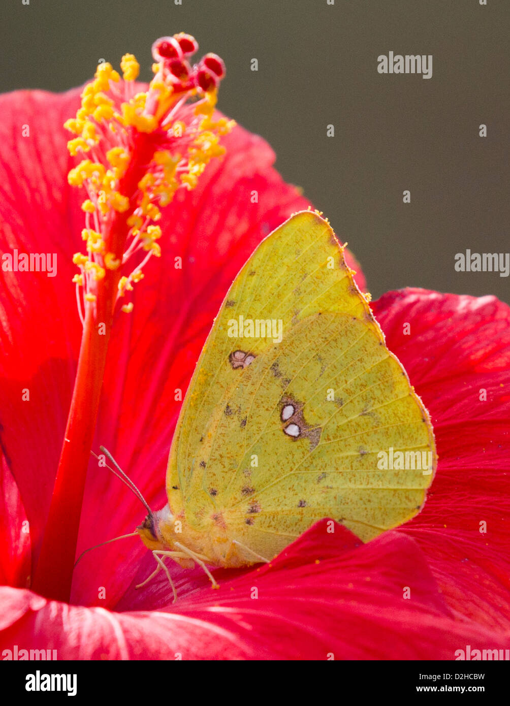 Butterfly feeding hibiscus flower hi-res stock photography and images ...