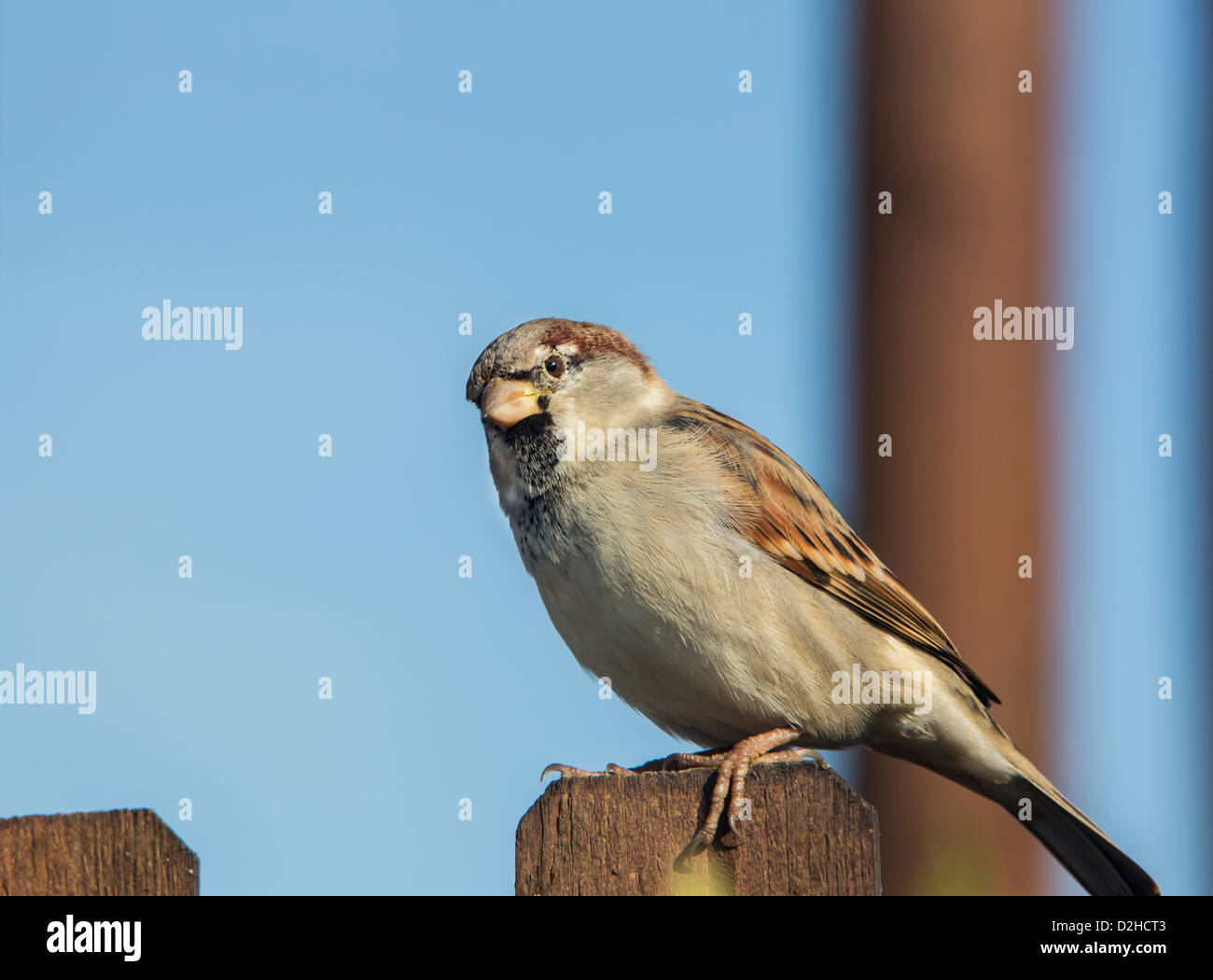 Curious male sparrow hi-res stock photography and images - Alamy