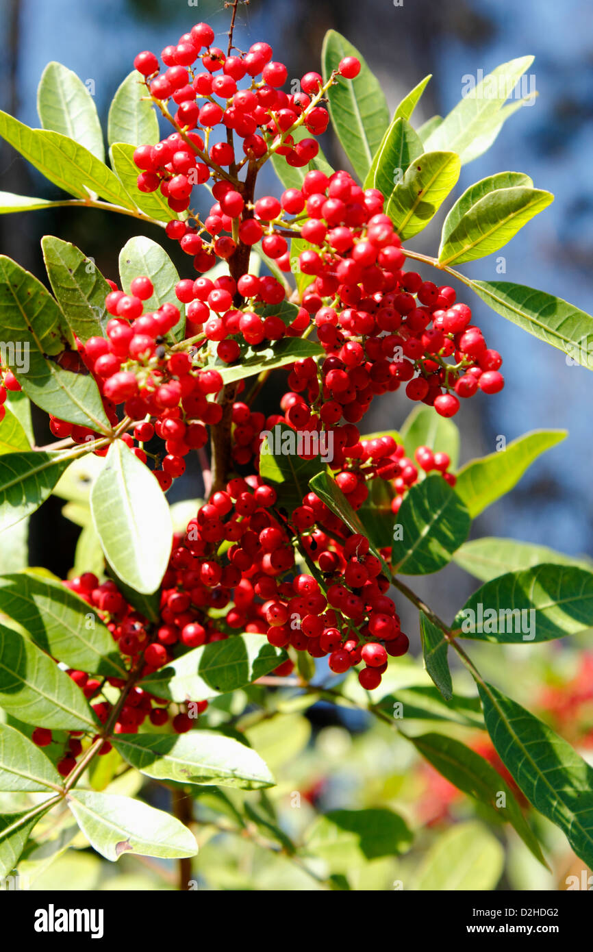 Brazilian pepper hi-res stock photography and images - Alamy