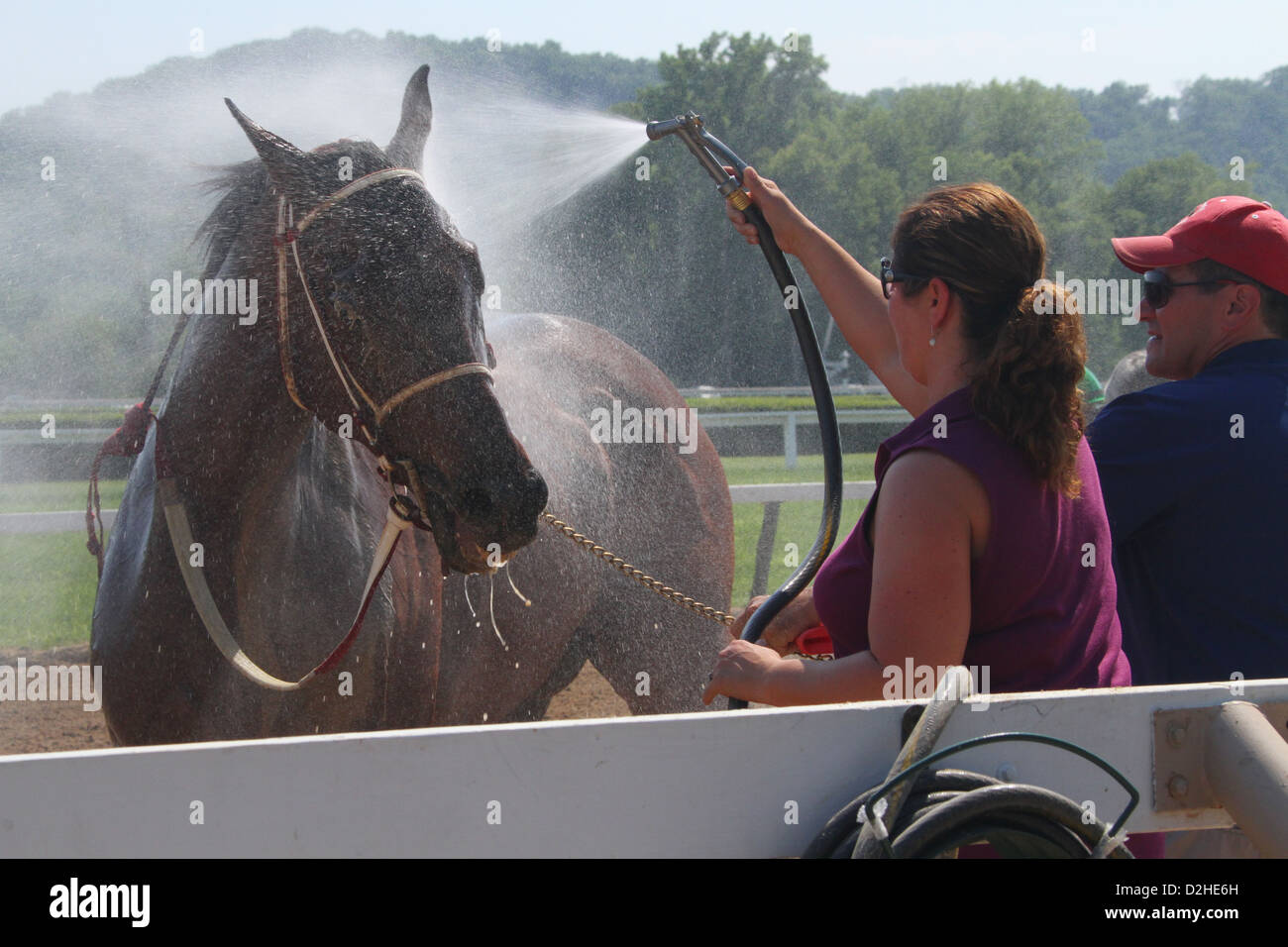 Water spray to cool down the racehorse after a race. Horse Racing at ...