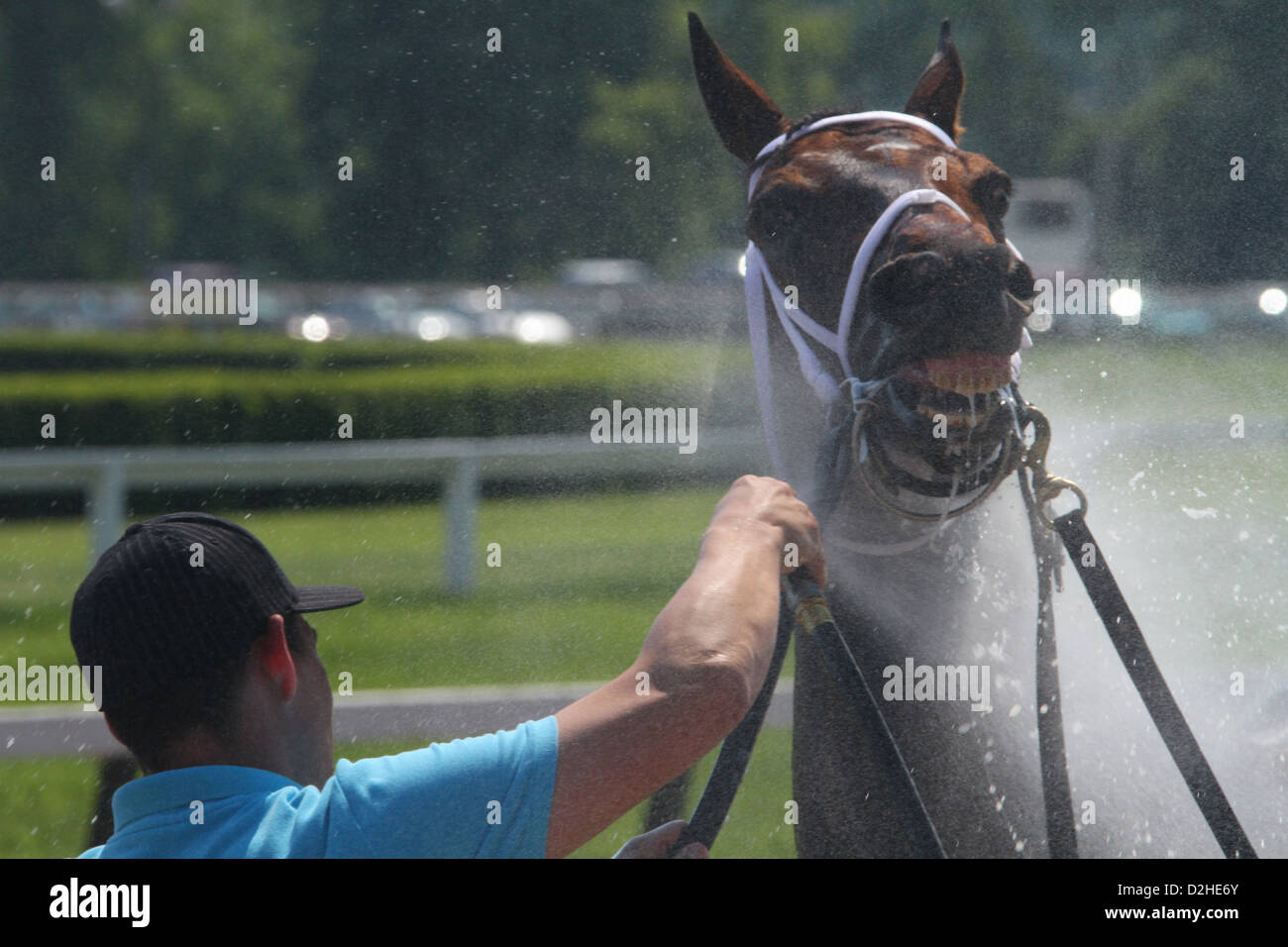 Water spray to cool down the racehorse after a race. Horse Racing at ...