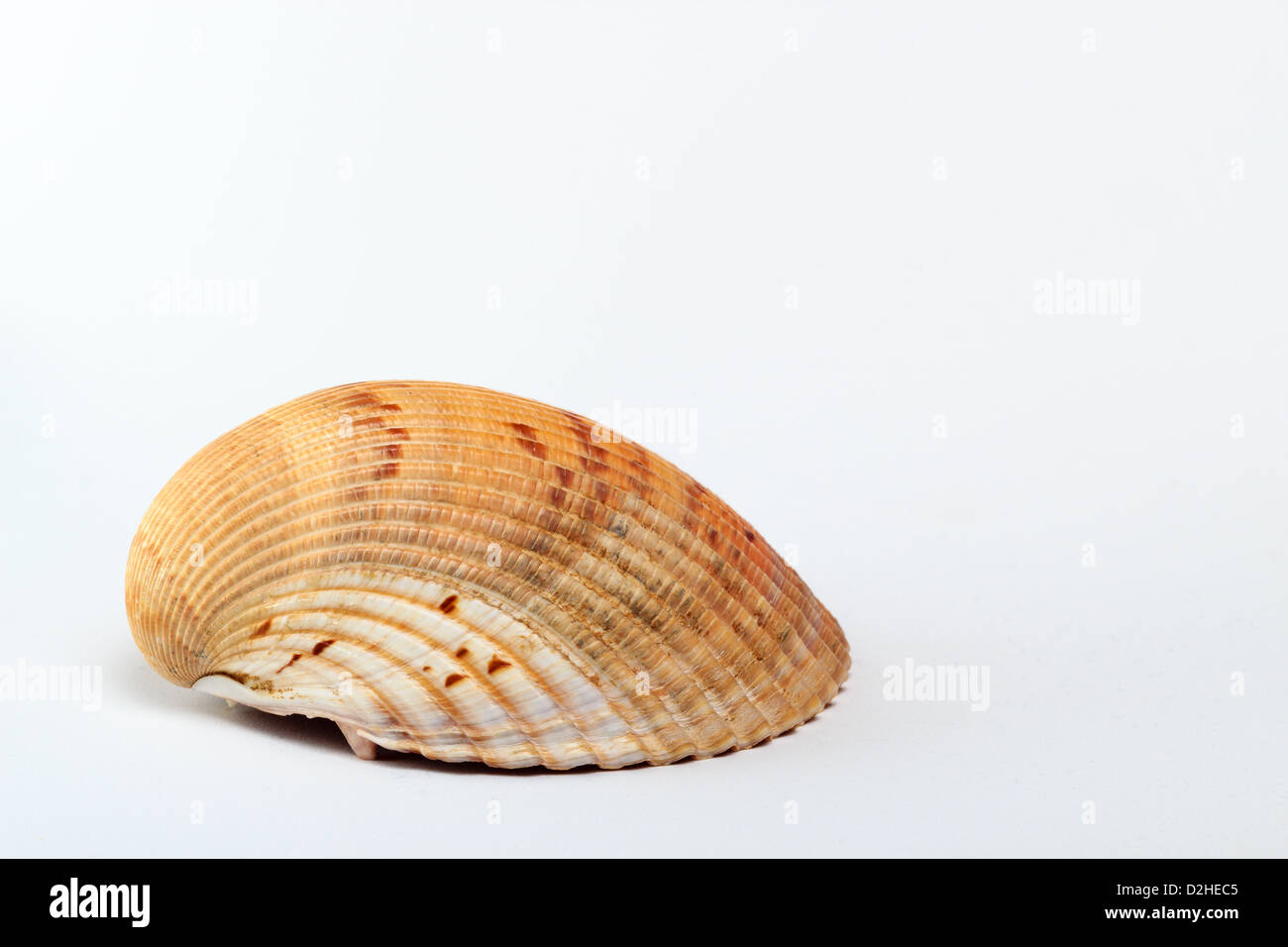 Colorful Sea Shell Stock Photo - Alamy