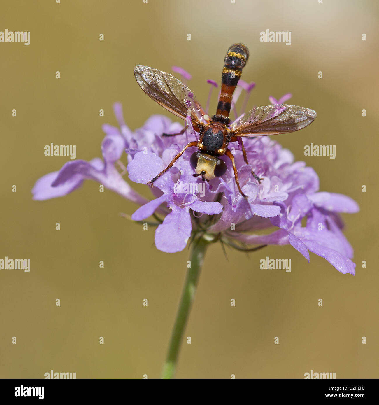 Physocephala hi-res stock photography and images - Alamy