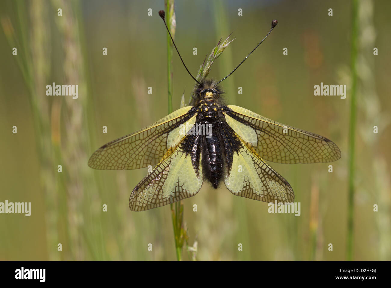 Libelloides coccajus hi-res stock photography and images - Alamy