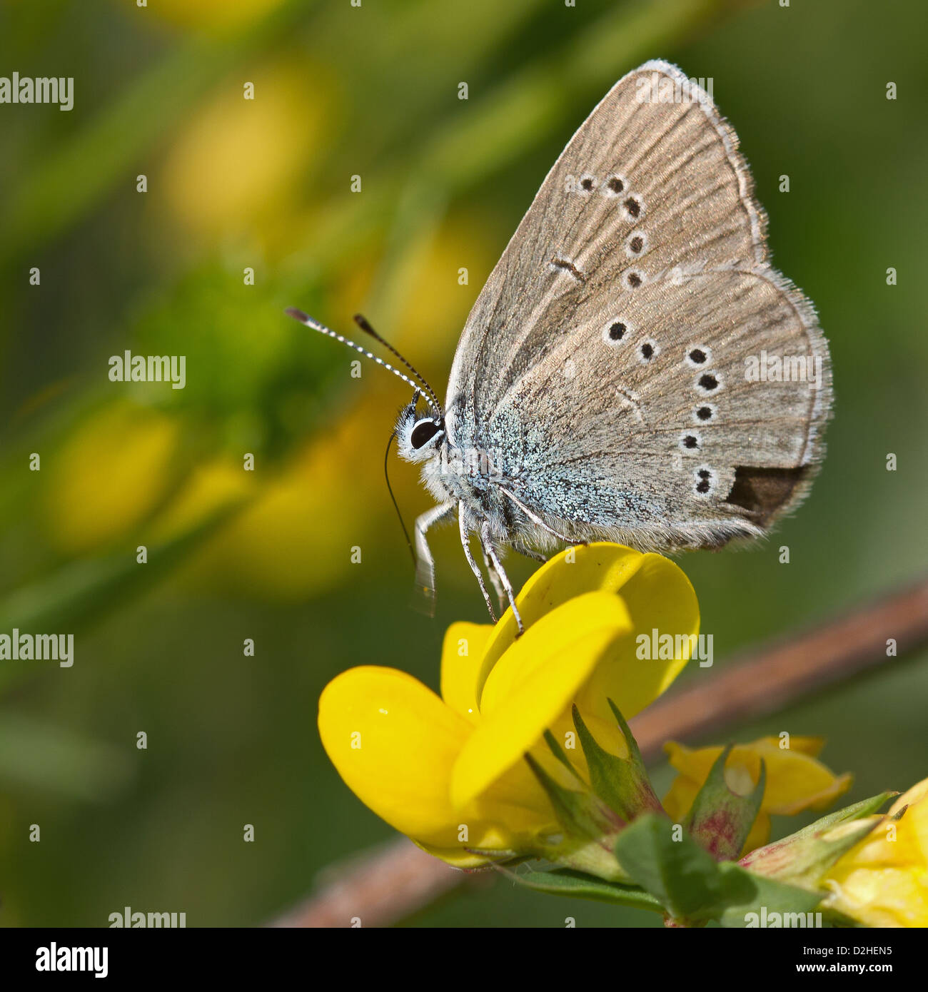 Mazarine blue butterfly hi-res stock photography and images - Alamy