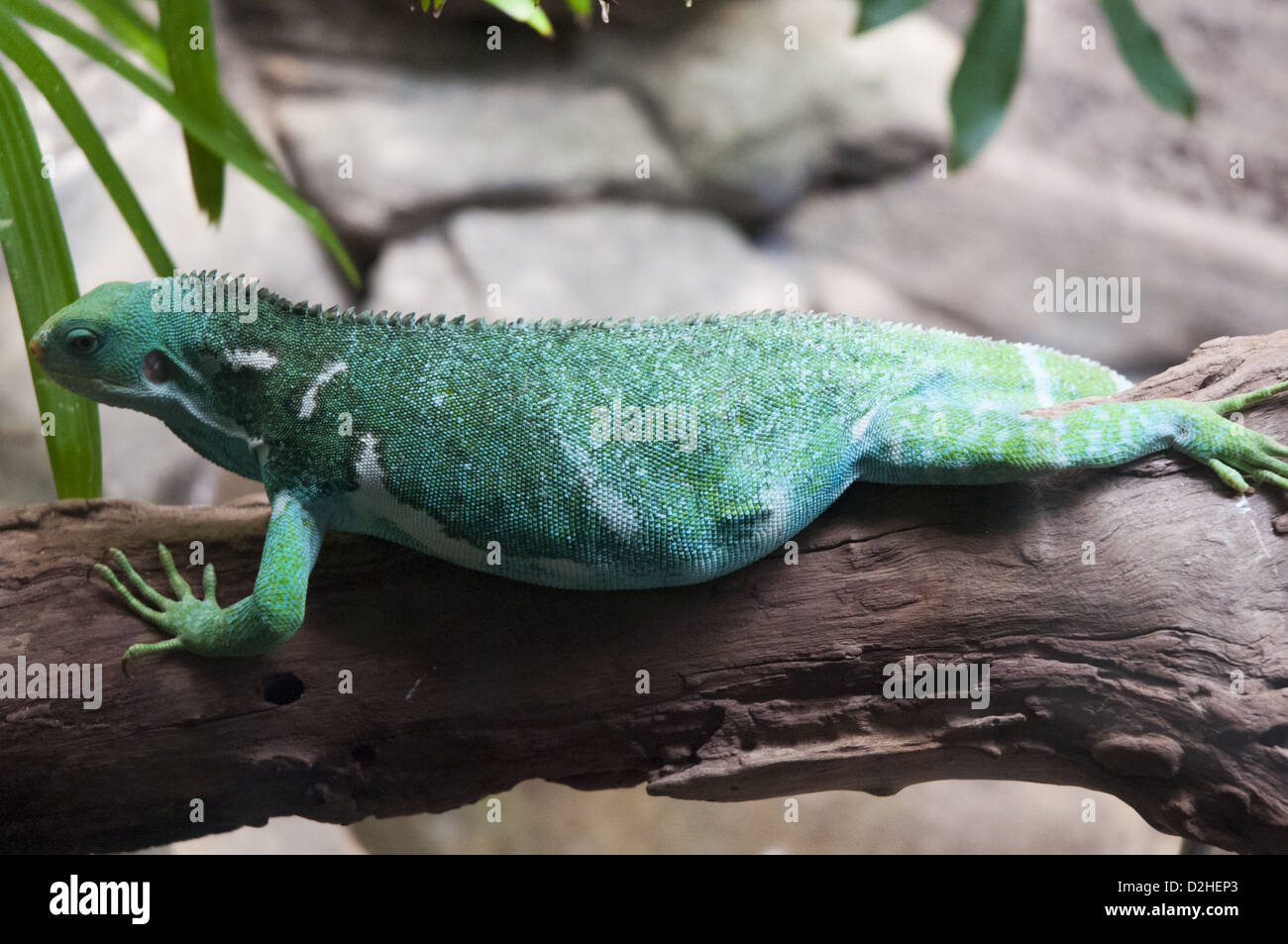 Fijian crested iguana at the Melbourne Zoo, Australia Stock Photo - Alamy
