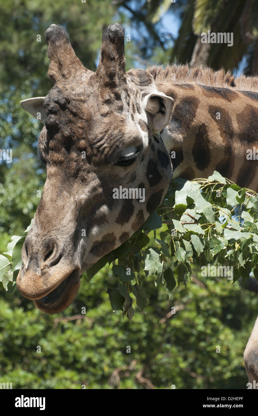 Australian zoo animals hi-res stock photography and images - Alamy