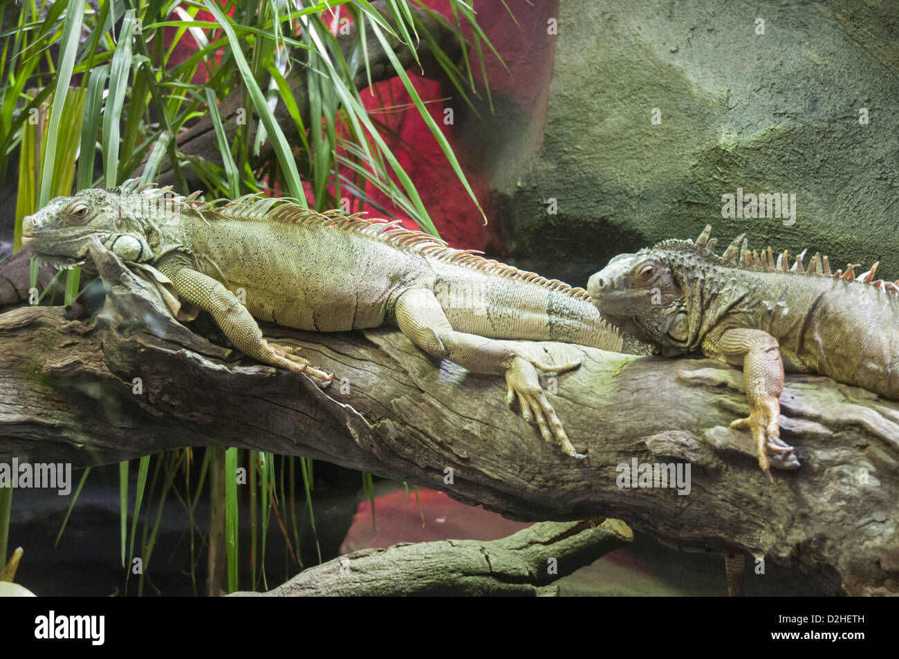 Australia zoo animals hi-res stock photography and images - Alamy