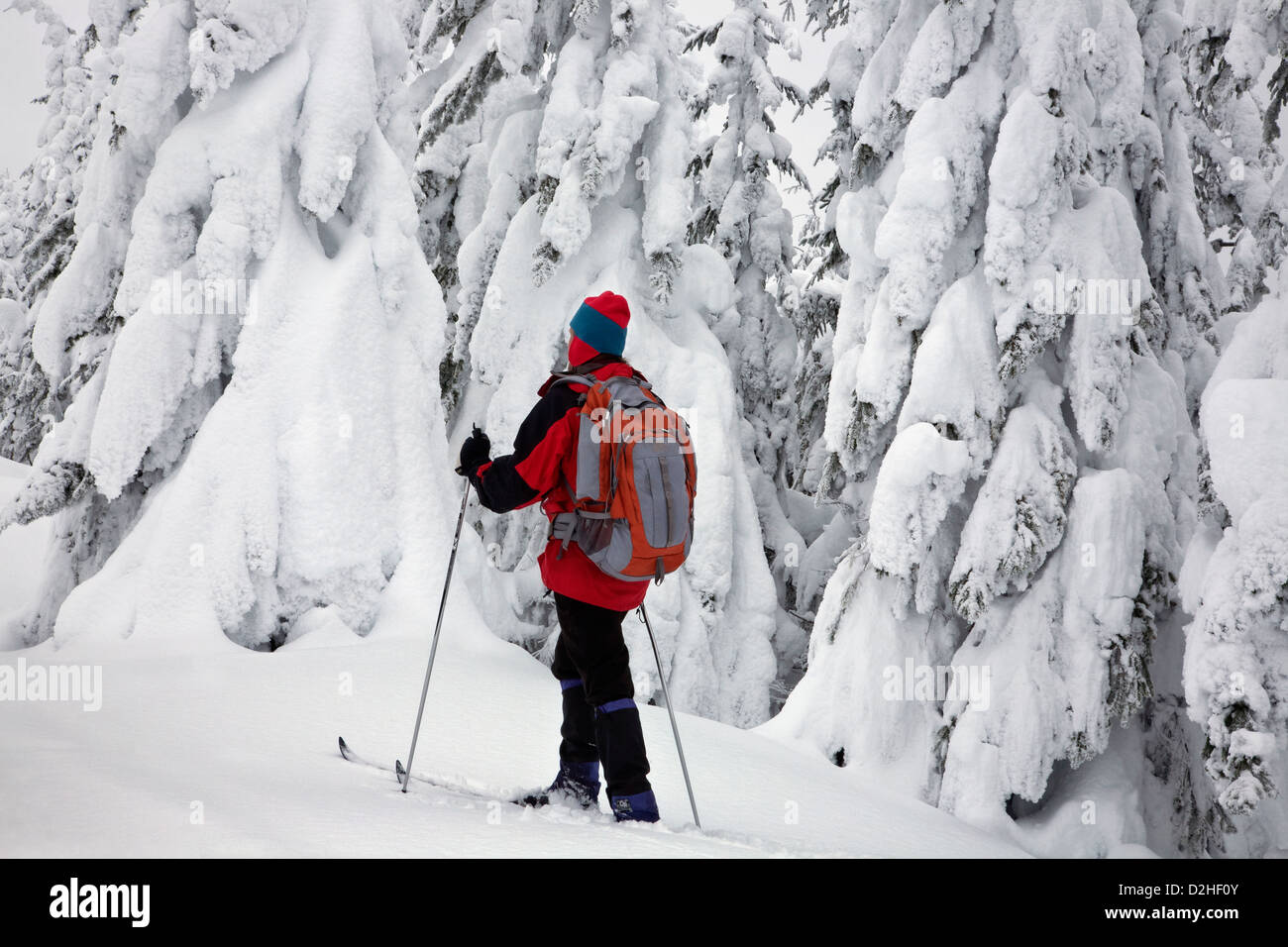 WASHINGTON - Cross-country skiing by a stand of snow covered trees on ...