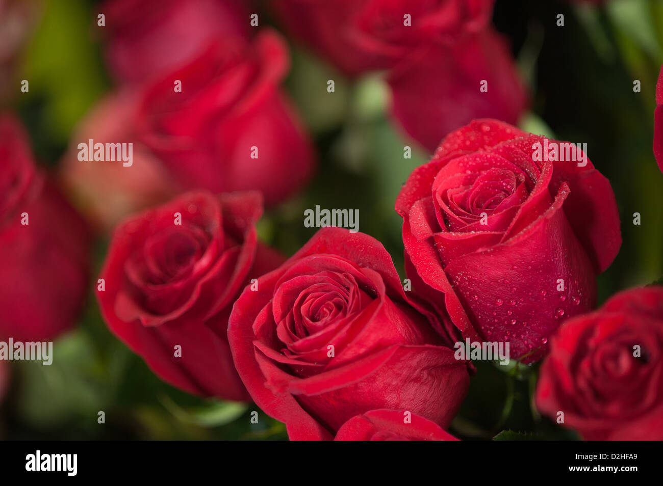 Red roses close up. Background Stock Photo - Alamy