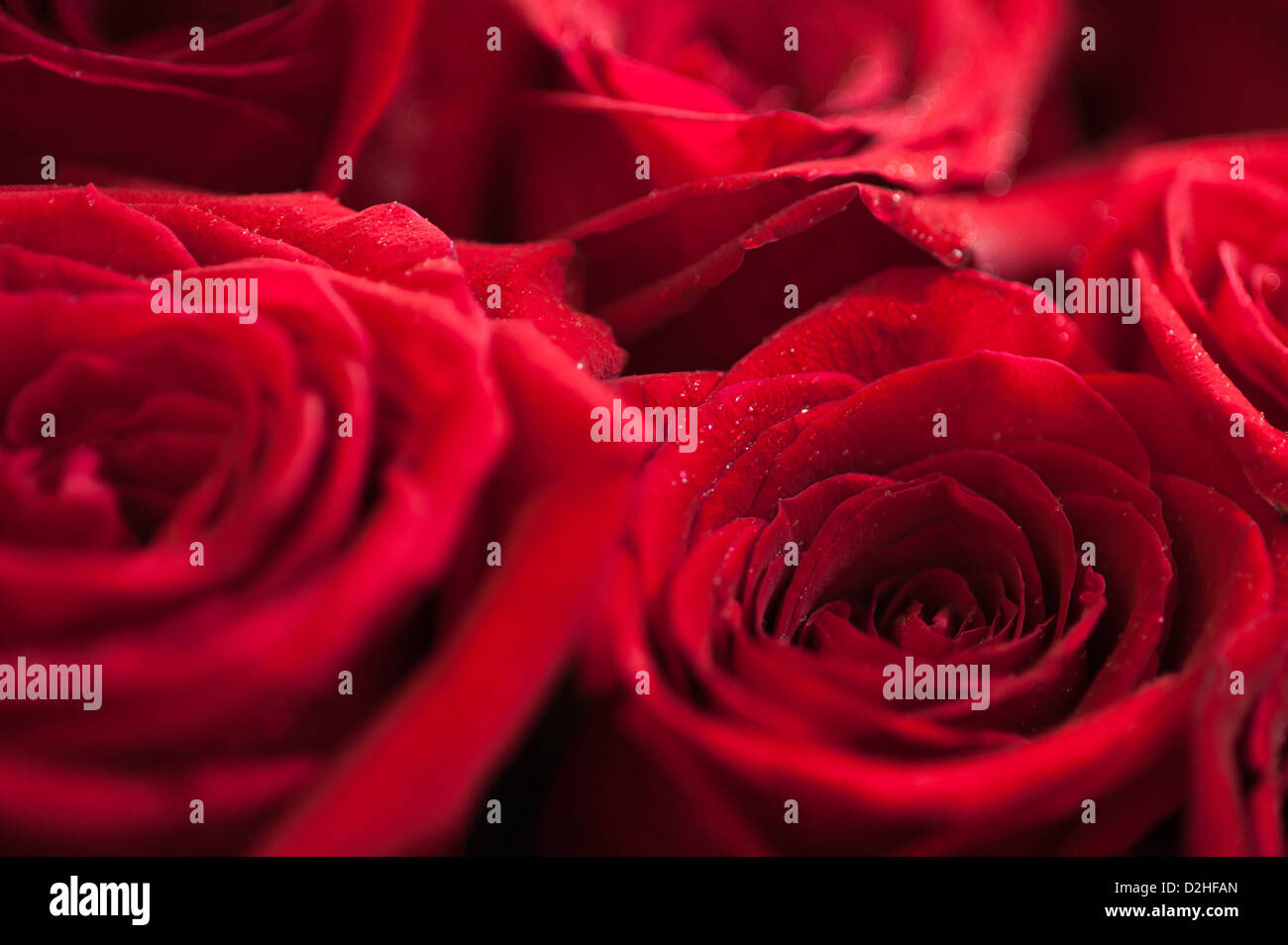 Red roses close up. Background Stock Photo - Alamy