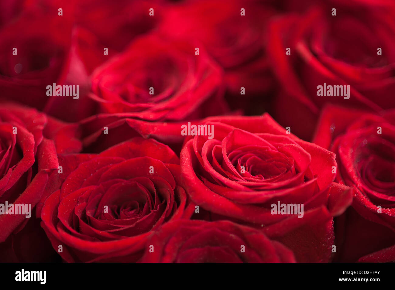 Real wedding bouquet red hi-res stock photography and images - Alamy