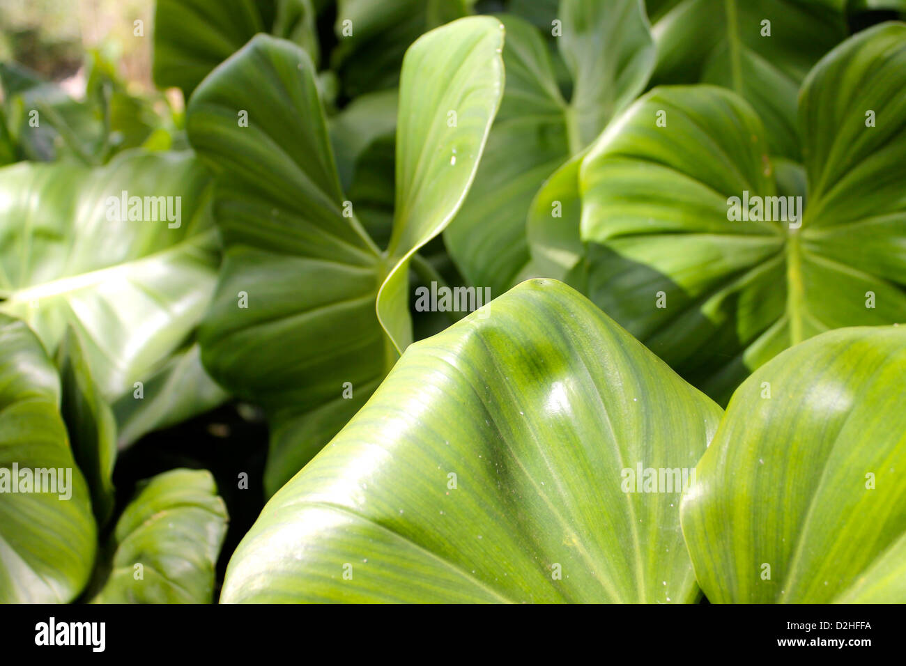 big green leaves up close Stock Photo - Alamy