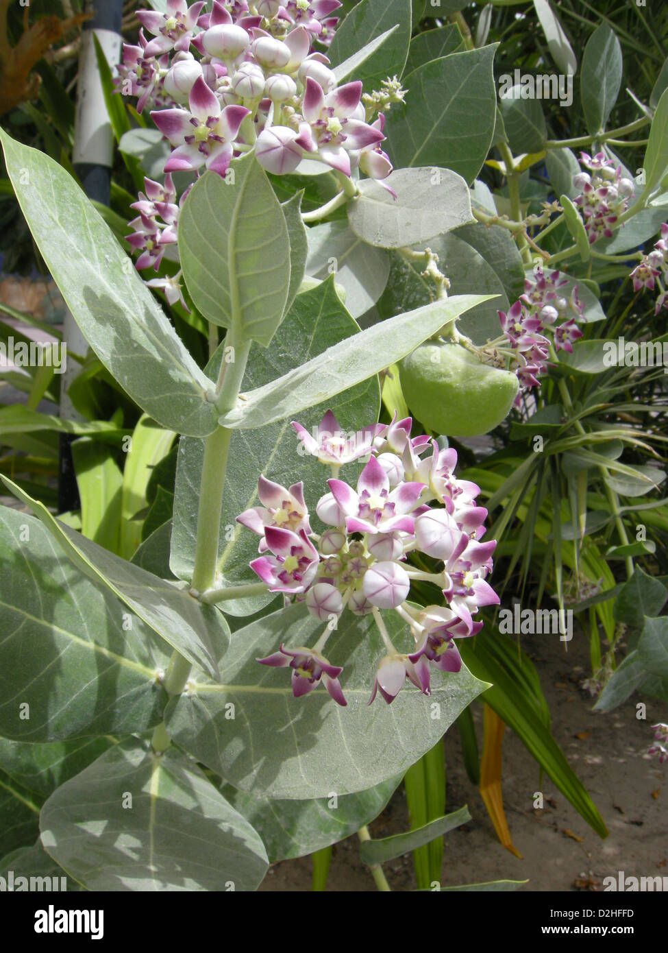 Sodoms apple hi-res stock photography and images - Alamy