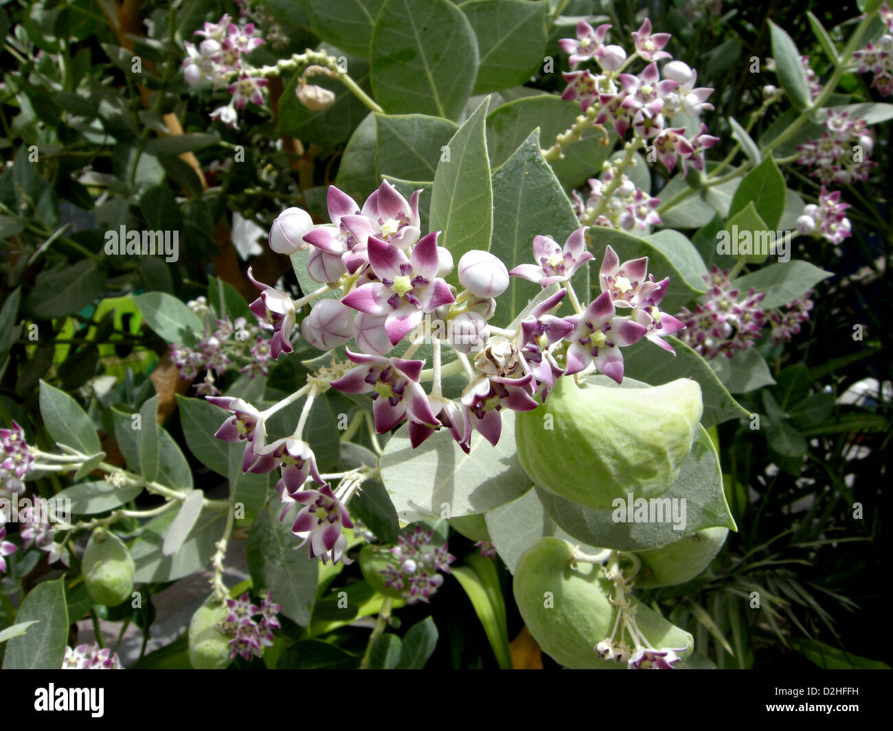 Sodom's Apple (Calotropis procera Stock Photo - Alamy