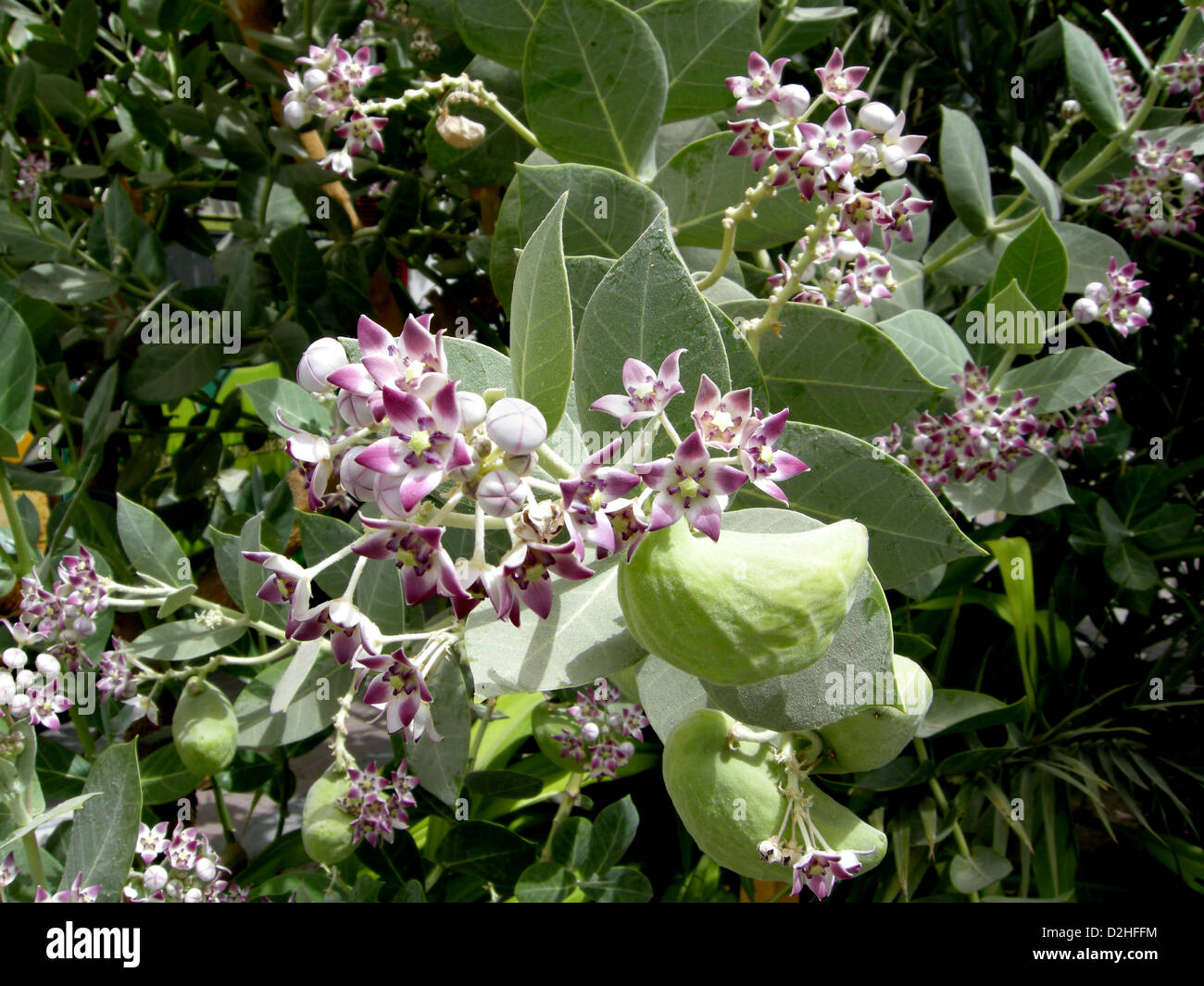 Sodoms apple hi-res stock photography and images - Alamy