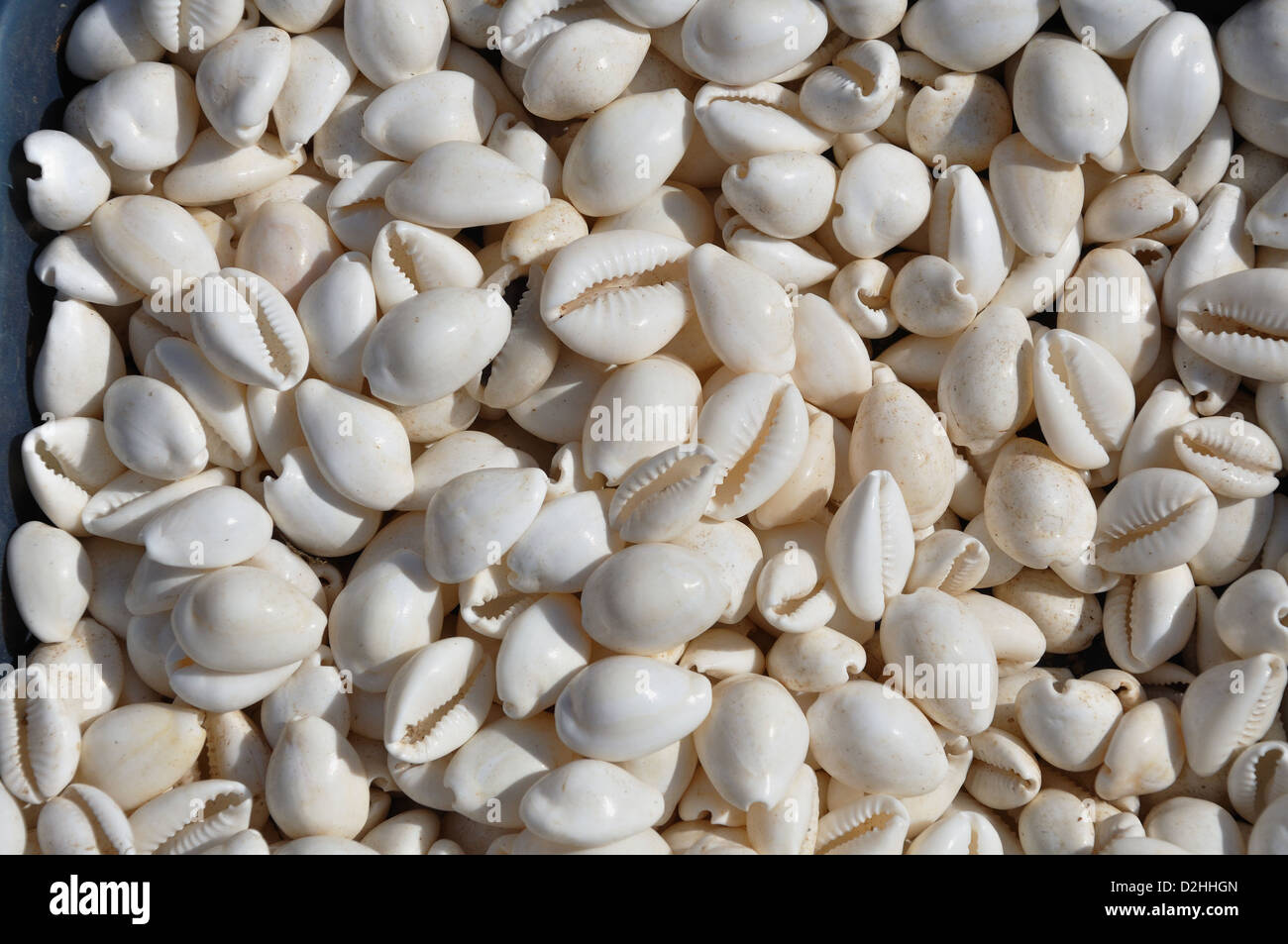 Cowries hi-res stock photography and images - Alamy