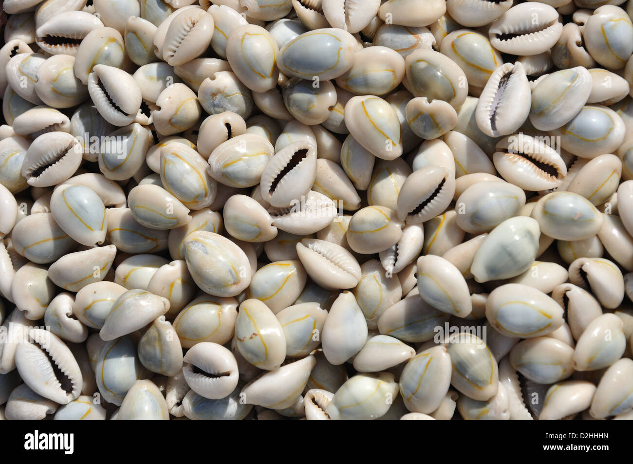 Indian Cowries ( Cypraeidae Stock Photo - Alamy