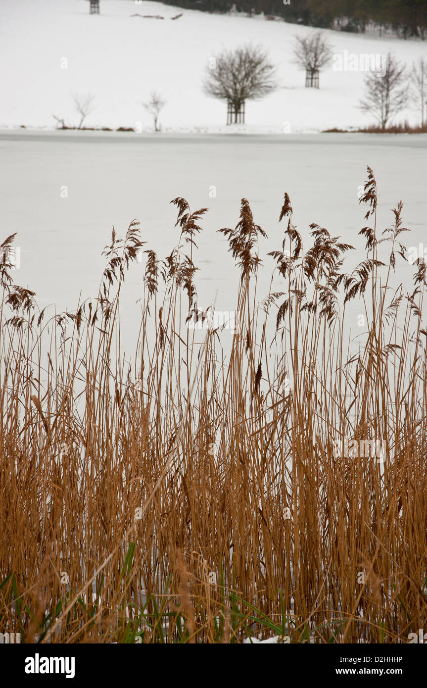 Reeds by the lake hi-res stock photography and images - Alamy