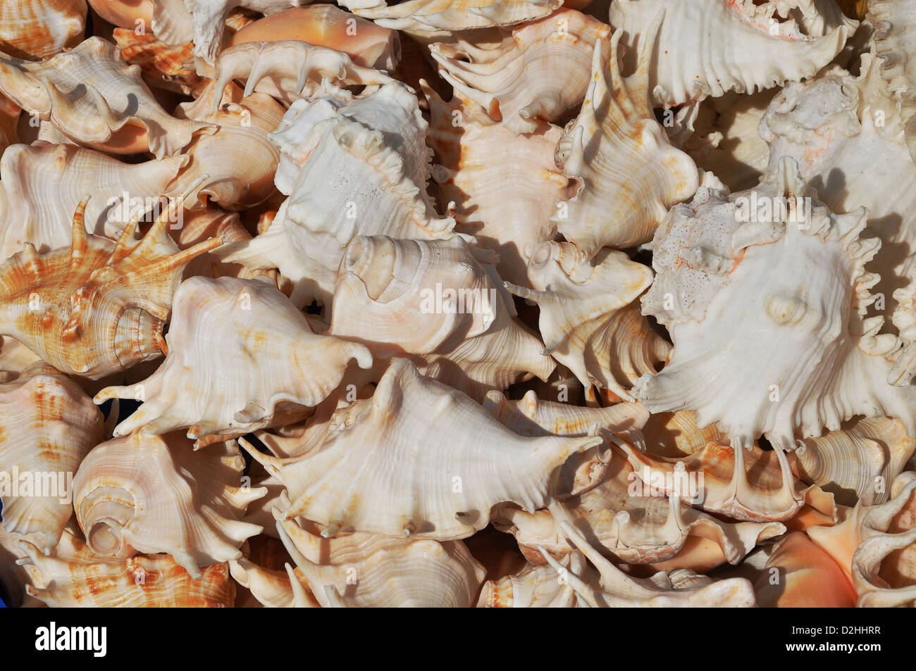 Indian Rock Shells ( Muricidae Stock Photo - Alamy