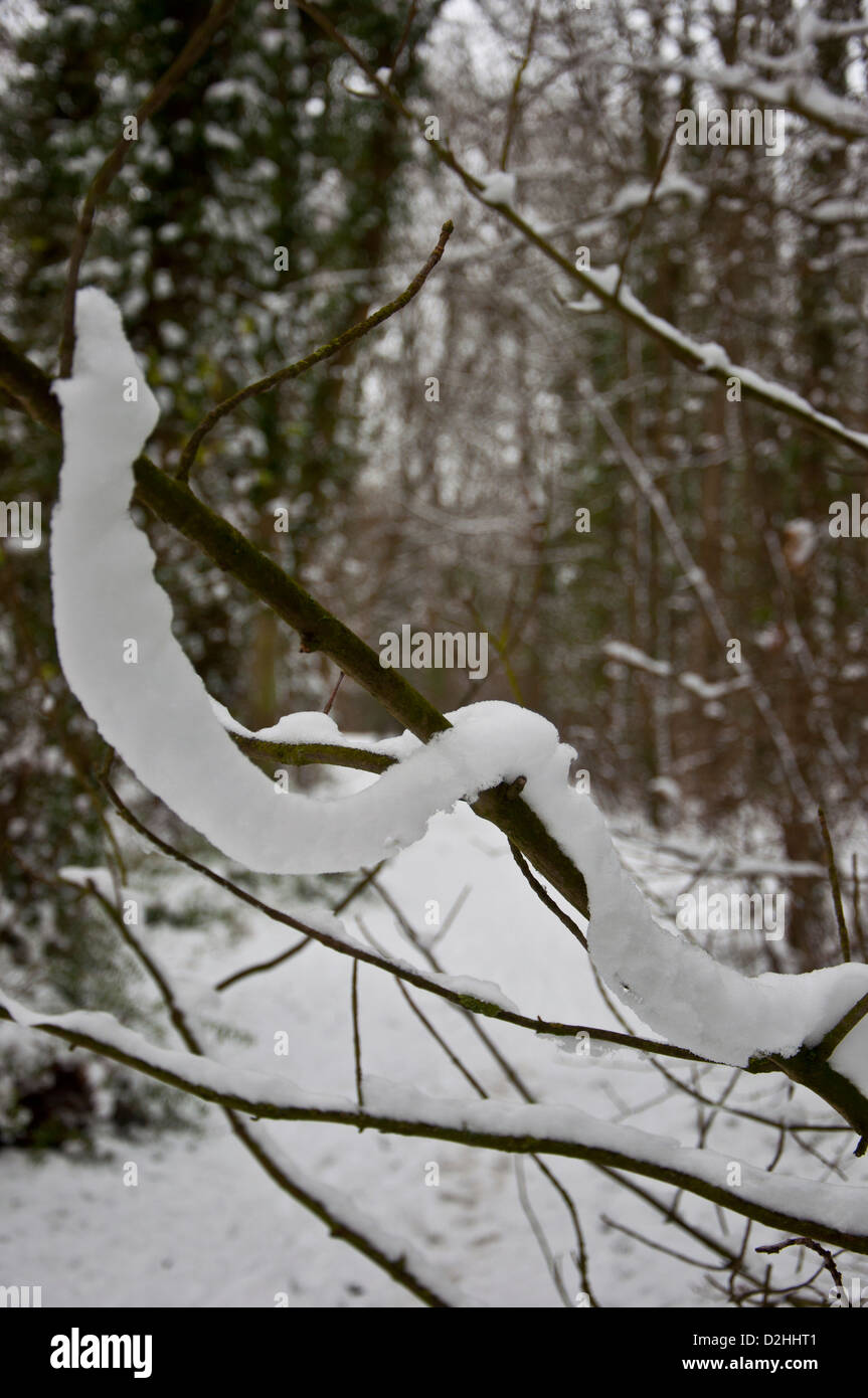 Snow thawing and hanging from woodland branches Stock Photo - Alamy