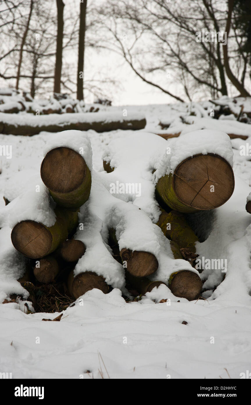 Fire in wood hi-res stock photography and images - Alamy