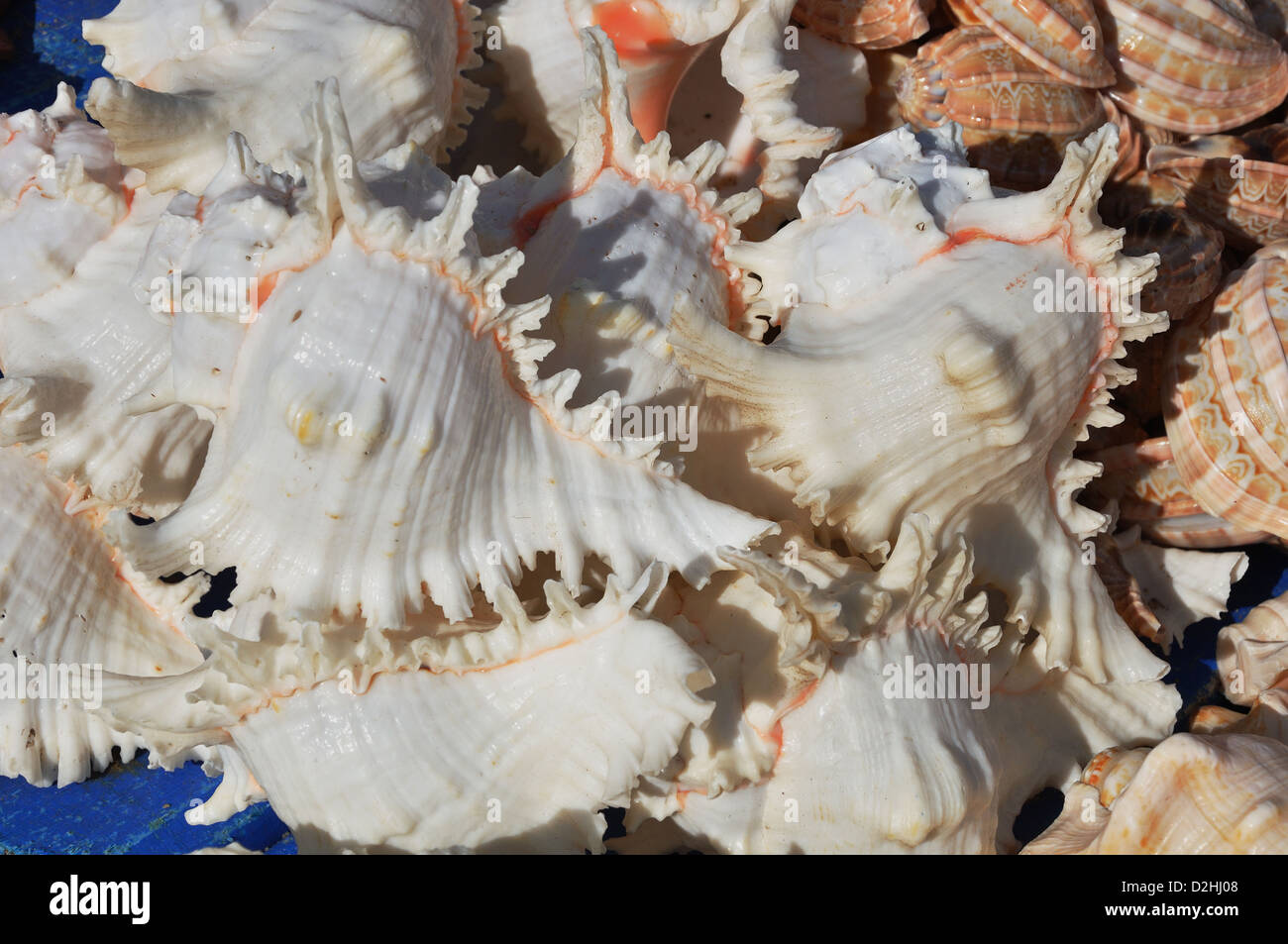 Indian Rock Shells ( Muricidae Stock Photo - Alamy