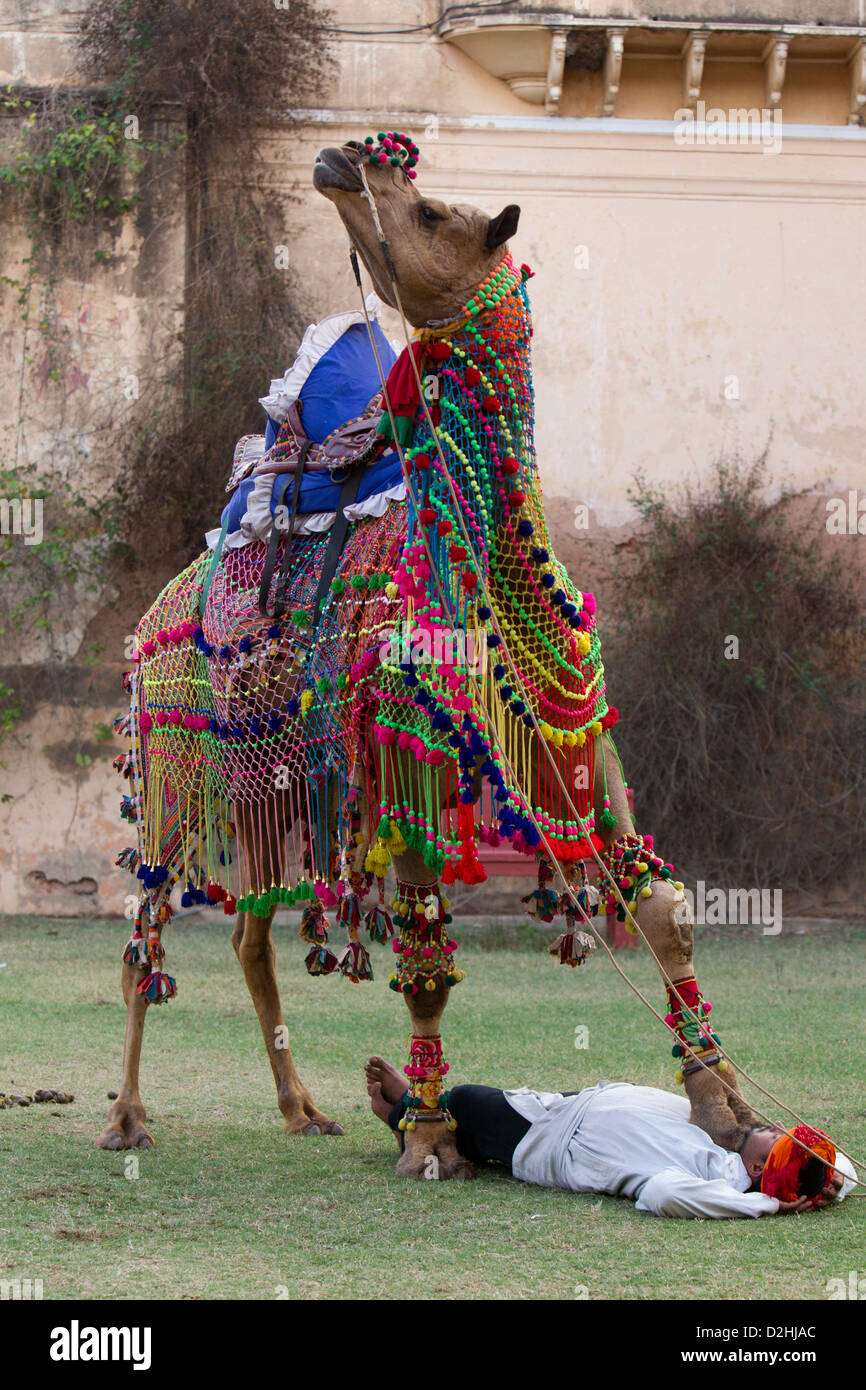 Camelus dromedarius foot hi-res stock photography and images - Alamy