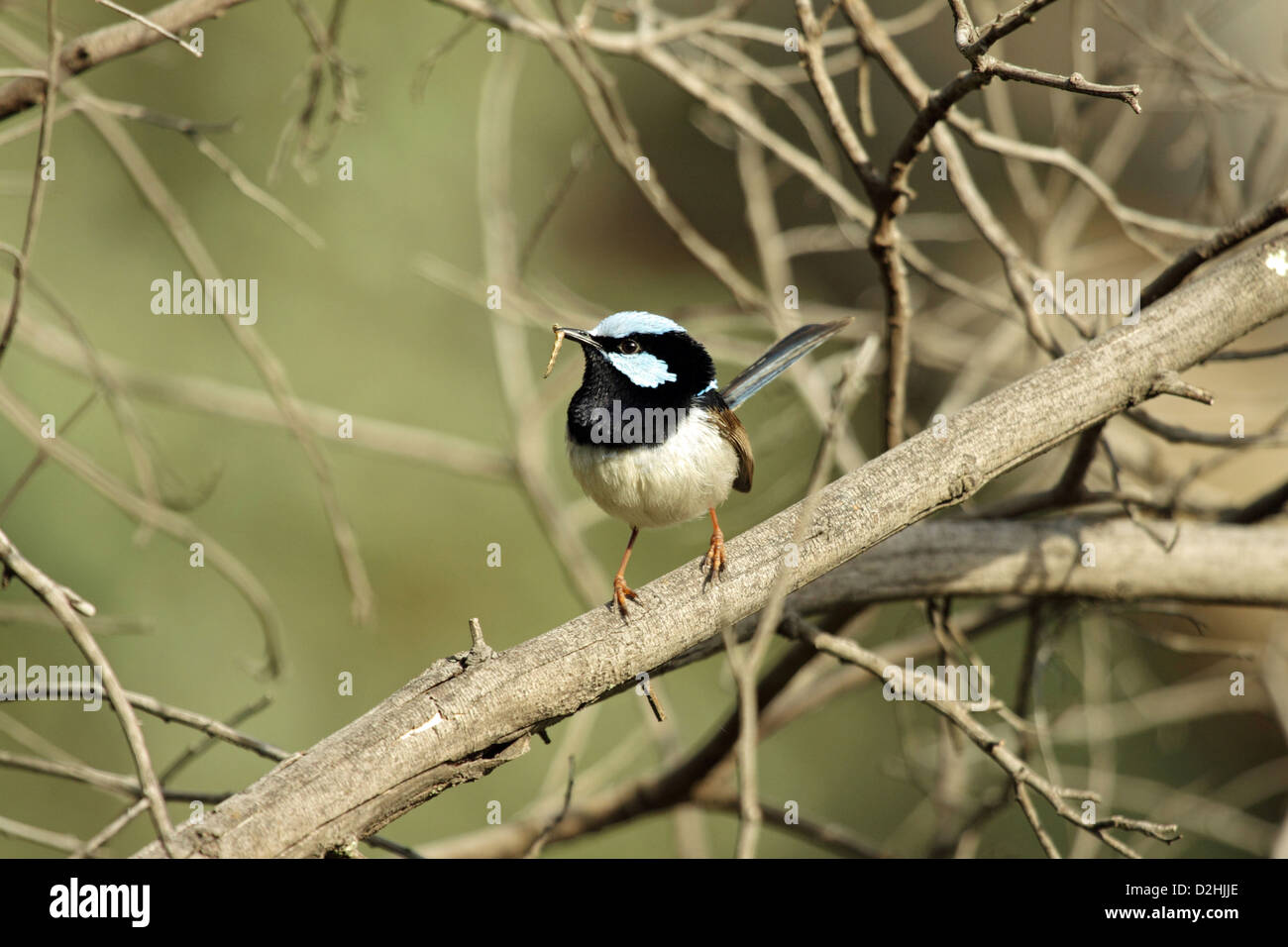 Superb Fairywren (Malurus cyaneus). Male standing on a branch, with a ...