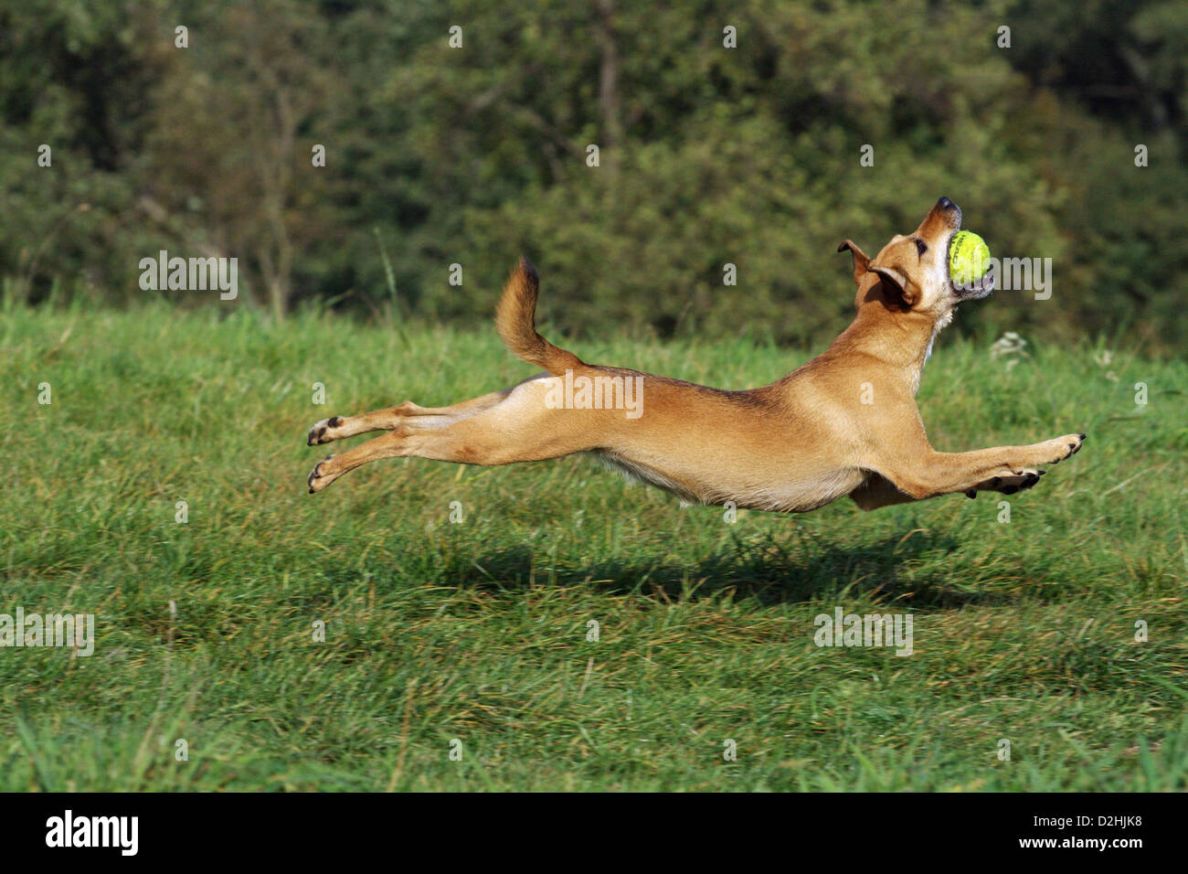 Mixed-breed dog catching a ball in full gallop Stock Photo - Alamy