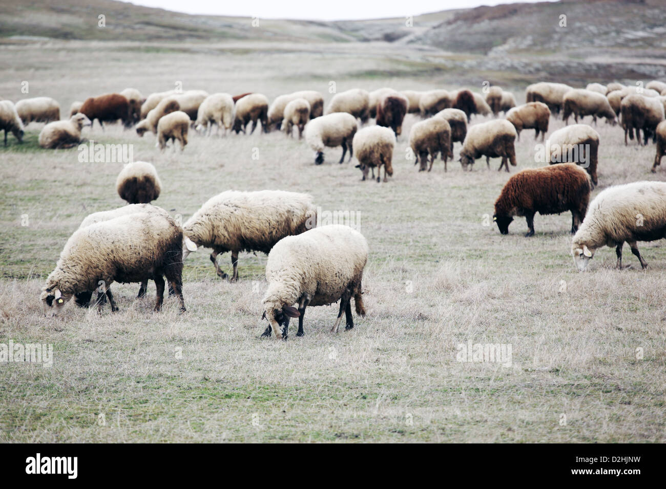 Australian merino sheep hi-res stock photography and images - Alamy