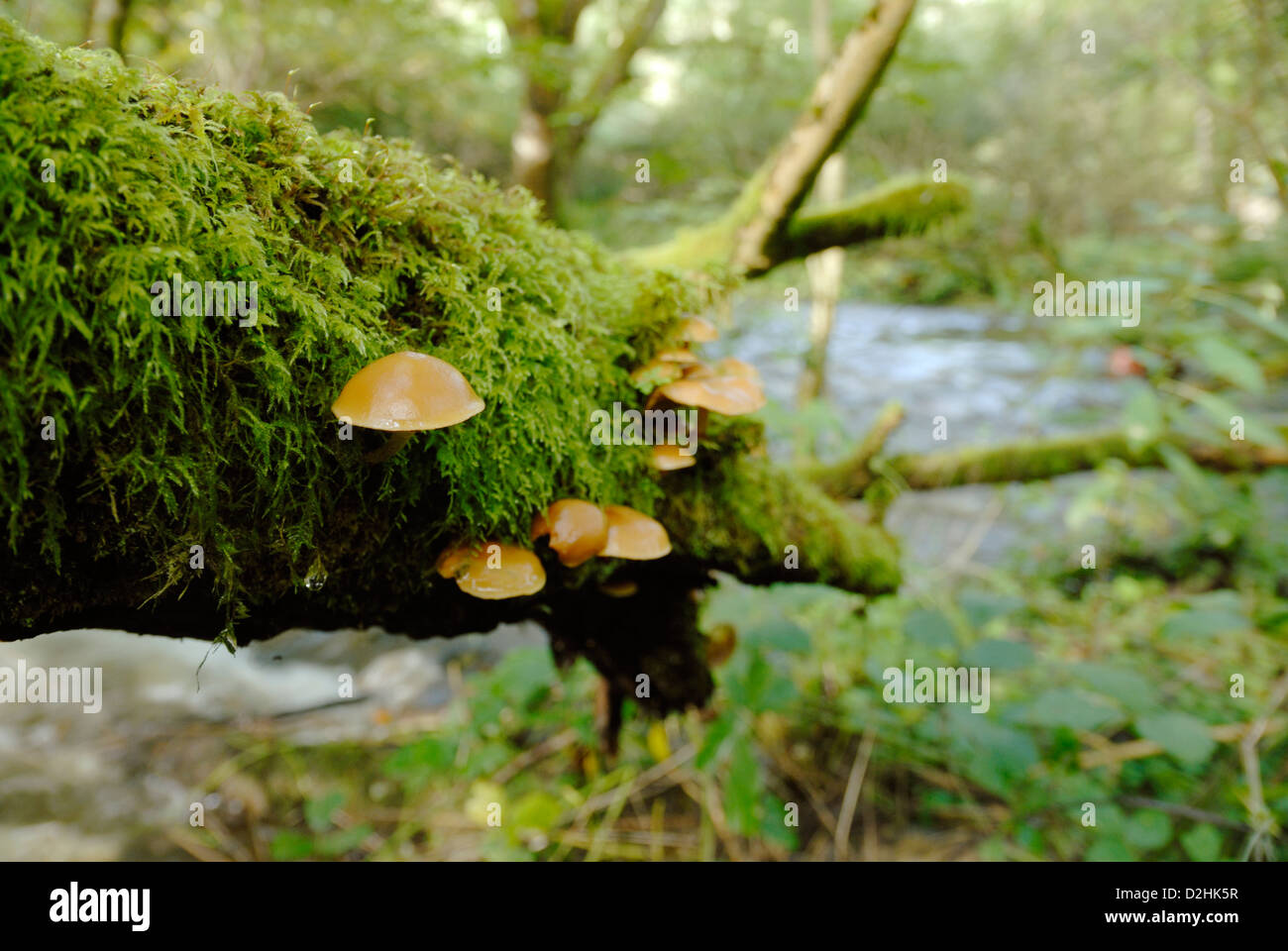 Galerina mutabilis hi-res stock photography and images - Alamy