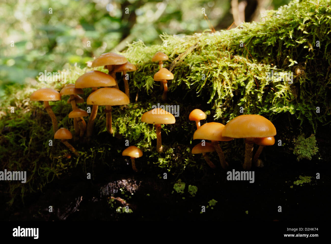 Galerina mutabilis hi-res stock photography and images - Alamy