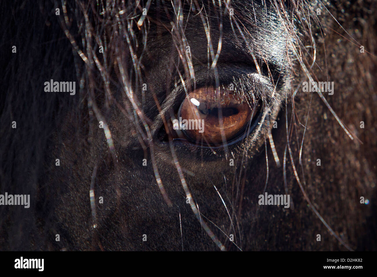 Friesian Horse. Close-up of an eye Stock Photo - Alamy