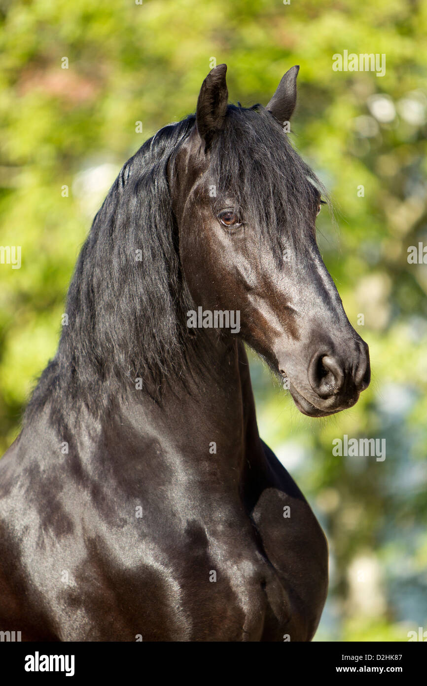 Friesian Horse. Portrait of adult Stock Photo - Alamy