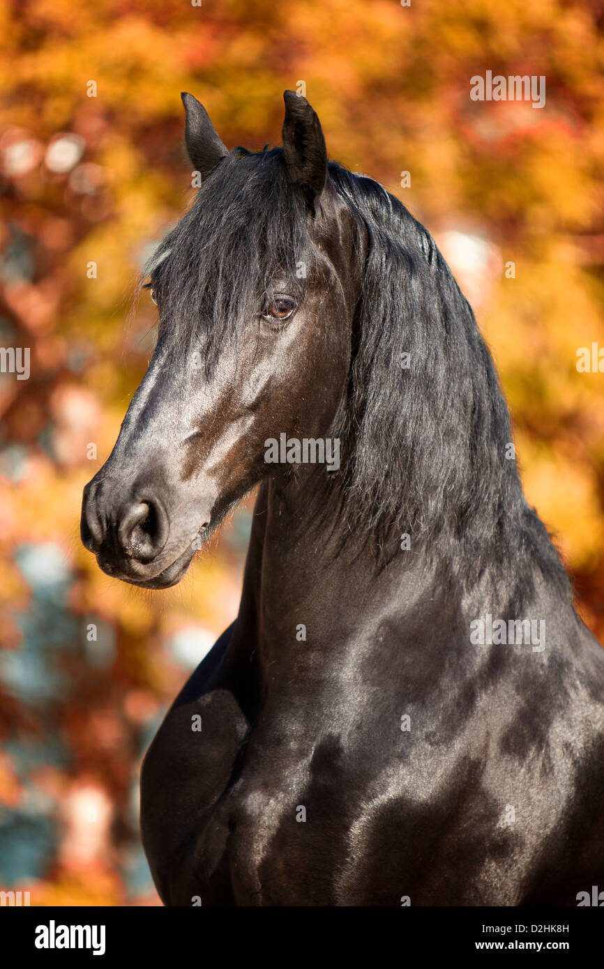 Friesian Horse. Portrait of adult Stock Photo - Alamy