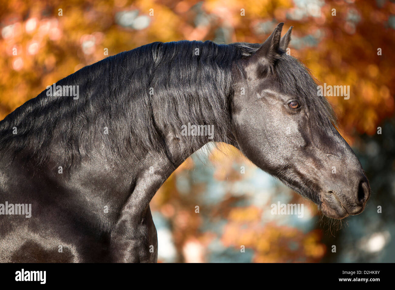 Friesian Horse. Portrait of adult Stock Photo - Alamy