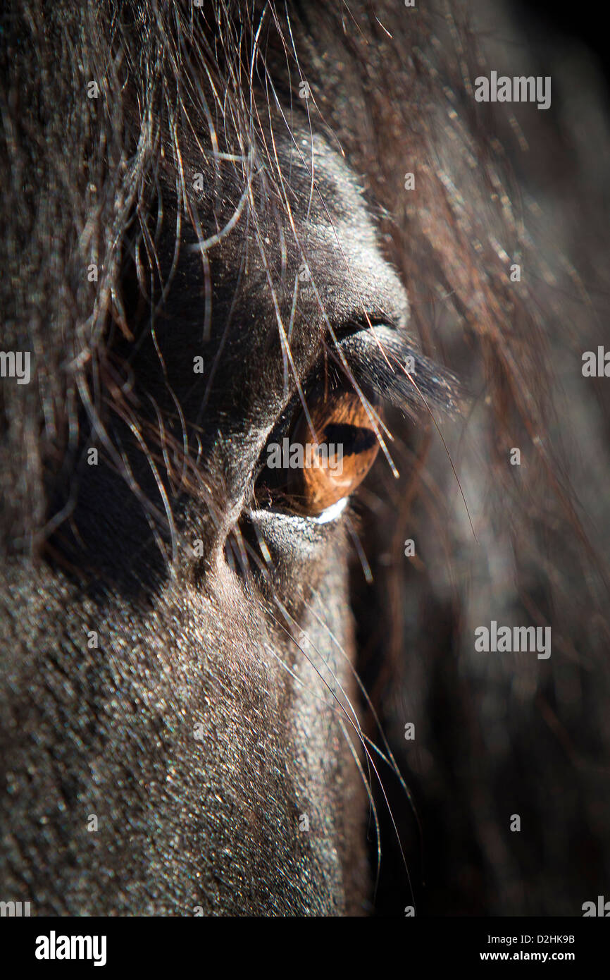 Friesian horse eye hi-res stock photography and images - Alamy
