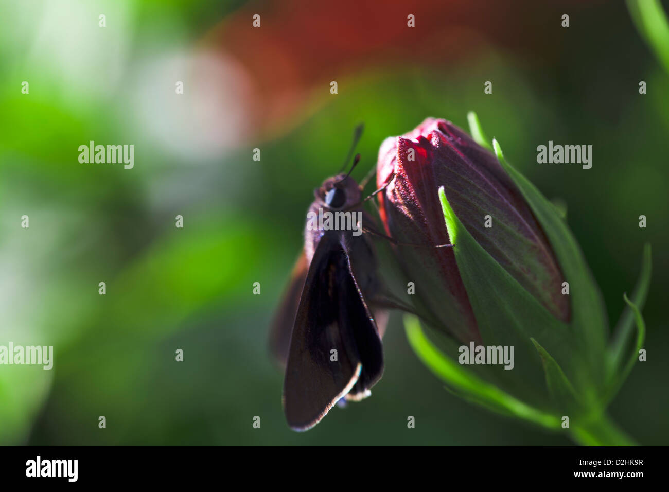 Rose moth hi-res stock photography and images - Alamy