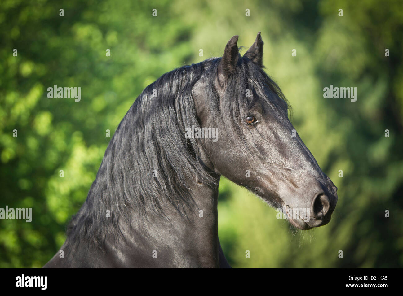 Friesian Horse. Portrait of adult Stock Photo - Alamy